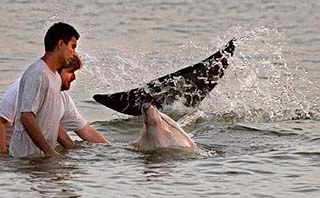 Pumbaa | Clearwater Marine Aquarium Dolphins Wiki | Fandom