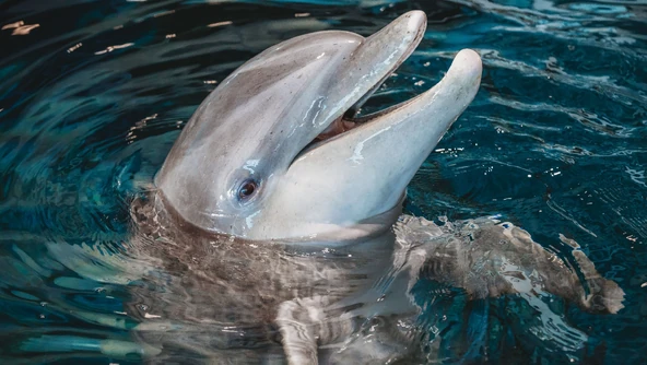 Panama Junior | Clearwater Marine Aquarium Dolphins Wiki | Fandom