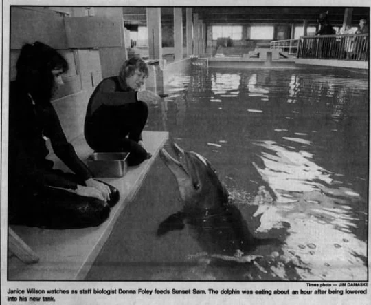 Sunset Sam | Clearwater Marine Aquarium Dolphins Wiki | Fandom