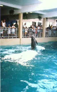 Sunset Sam | Clearwater Marine Aquarium Dolphins Wiki | Fandom