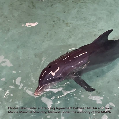 Izzy | Clearwater Marine Aquarium Dolphins Wiki | Fandom