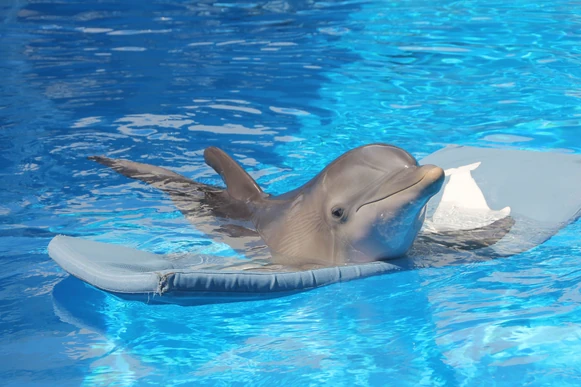 Winter | Clearwater Marine Aquarium Dolphins Wiki | Fandom