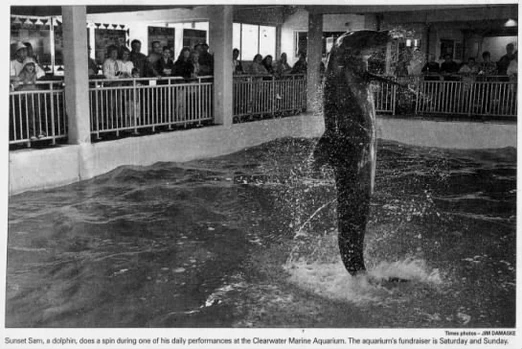 Sunset Sam | Clearwater Marine Aquarium Dolphins Wiki | Fandom