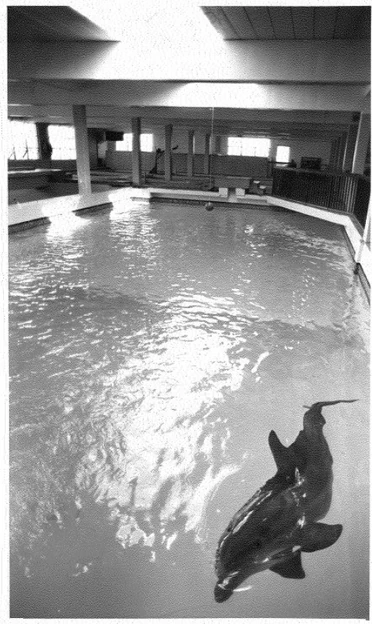 Sunset Sam | Clearwater Marine Aquarium Dolphins Wiki | Fandom