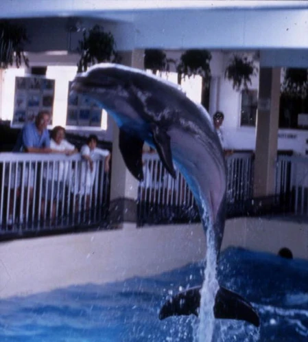 Sunset Sam | Clearwater Marine Aquarium Dolphins Wiki | Fandom
