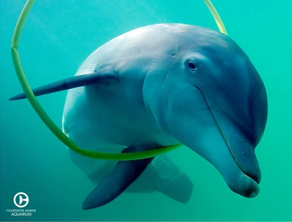 Indy | Clearwater Marine Aquarium Dolphins Wiki | Fandom