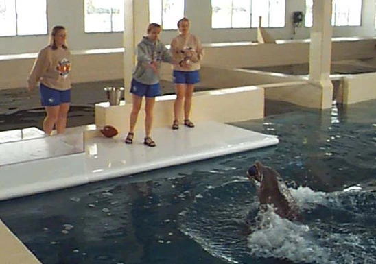 Sunset Sam | Clearwater Marine Aquarium Dolphins Wiki | Fandom