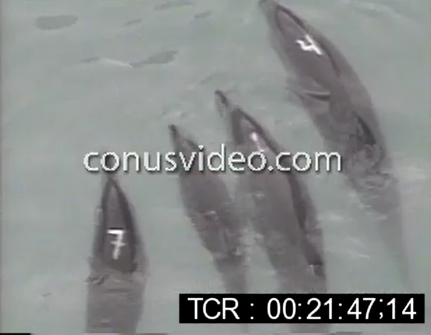 1 | Clearwater Marine Aquarium Dolphins Wiki | Fandom