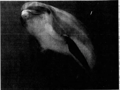 Sunset Sam | Clearwater Marine Aquarium Dolphins Wiki | Fandom