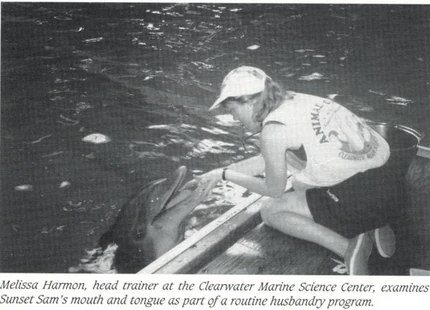 Sunset Sam | Clearwater Marine Aquarium Dolphins Wiki | Fandom