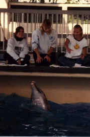 Sunset Sam | Clearwater Marine Aquarium Dolphins Wiki | Fandom