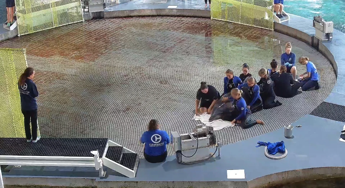 News of 2023 | Clearwater Marine Aquarium Dolphins Wiki | Fandom