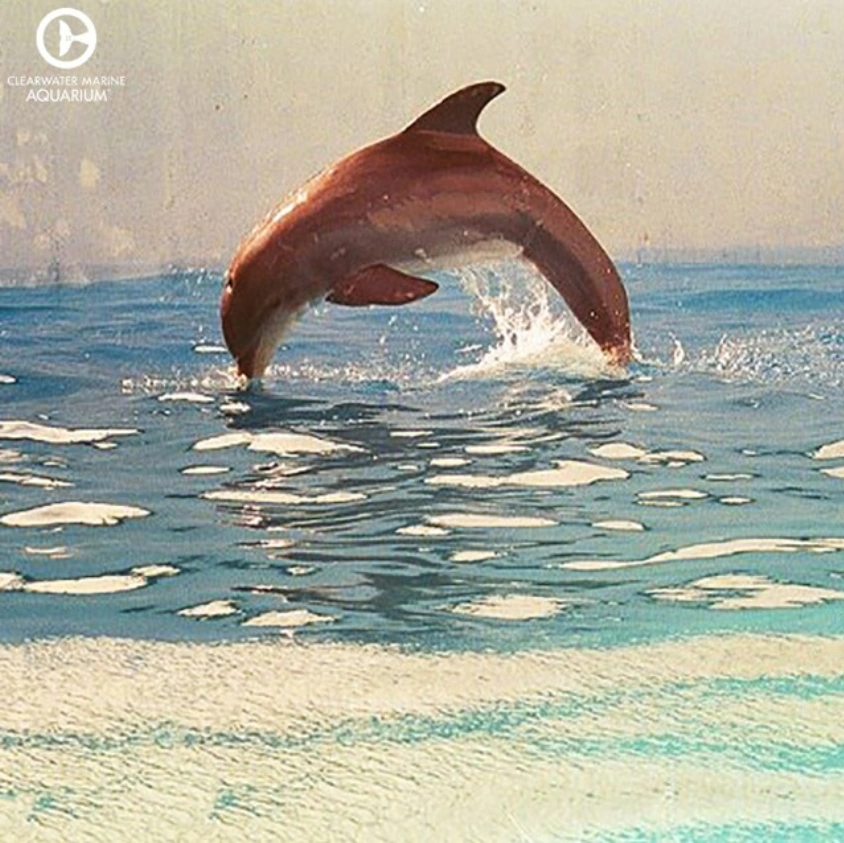 Blondie | Clearwater Marine Aquarium Dolphins Wiki | Fandom