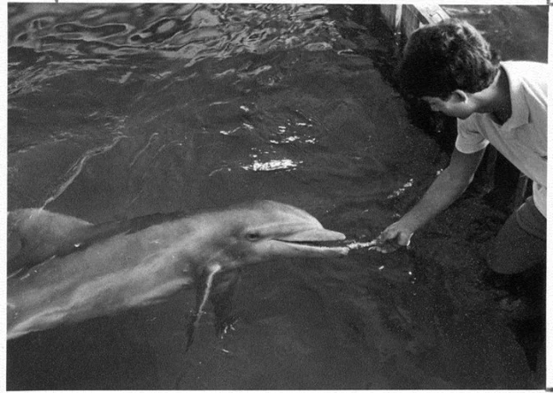 Sunset Sam | Clearwater Marine Aquarium Dolphins Wiki | Fandom