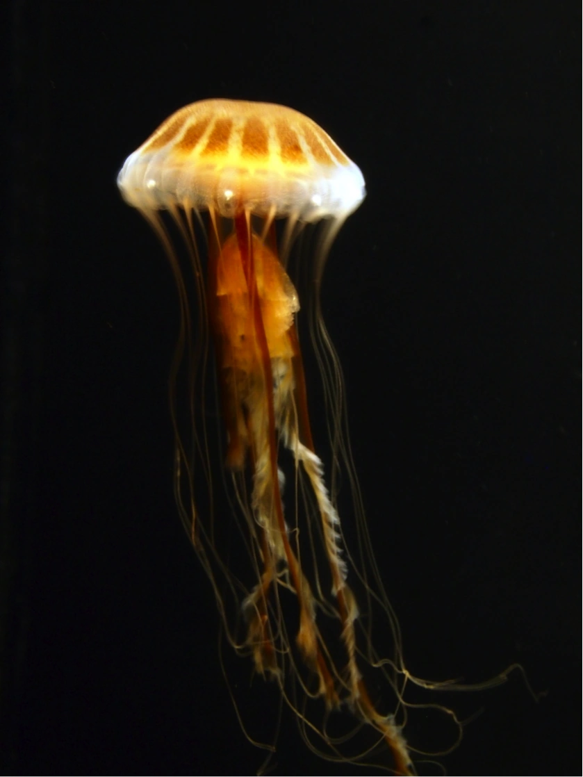 Atlantic Sea Nettle | Cartoon Network Animals Wiki | Fandom