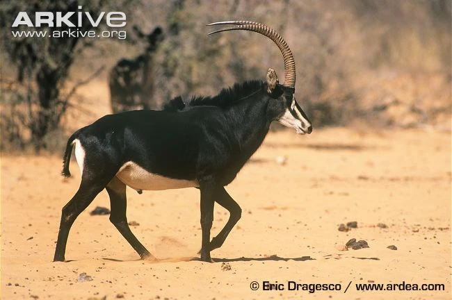 Sable Antelope | Cartoon Network Animals Wiki | Fandom