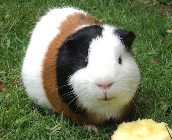 Guinea Pig | Cartoon Network Animals Wiki | Fandom