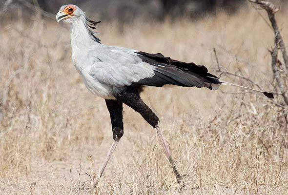 Secretary Bird | Cartoon Network Animals Wiki | Fandom