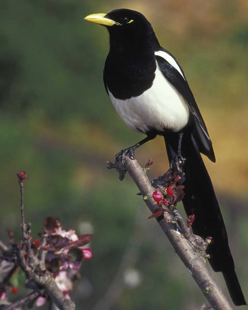 Yellow-billed Magpie | Cartoon Network Animals Wiki | Fandom