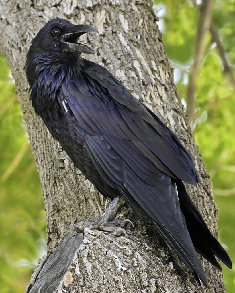 Common Raven | Cartoon Network Animals Wiki | Fandom