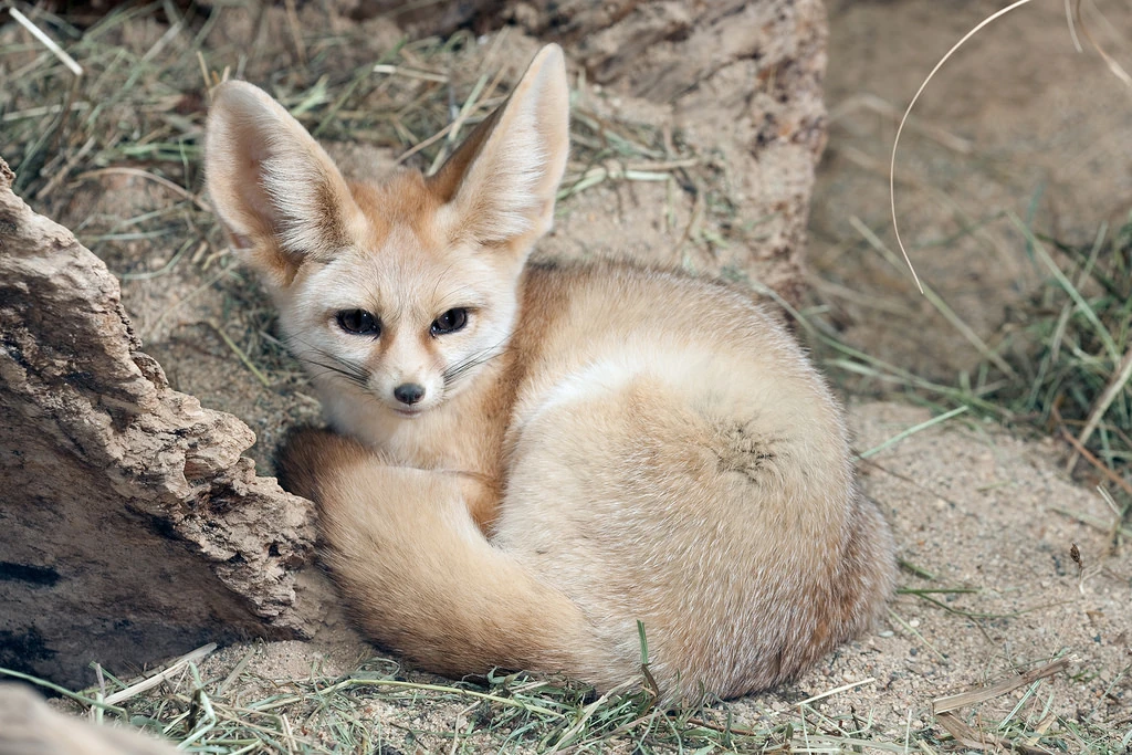 Fennec Fox | Cartoon Network Animals Wiki | Fandom
