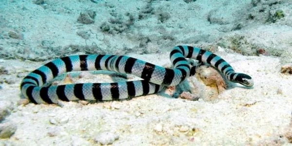 Banded Sea Krait | Cartoon Network Animals Wiki | Fandom