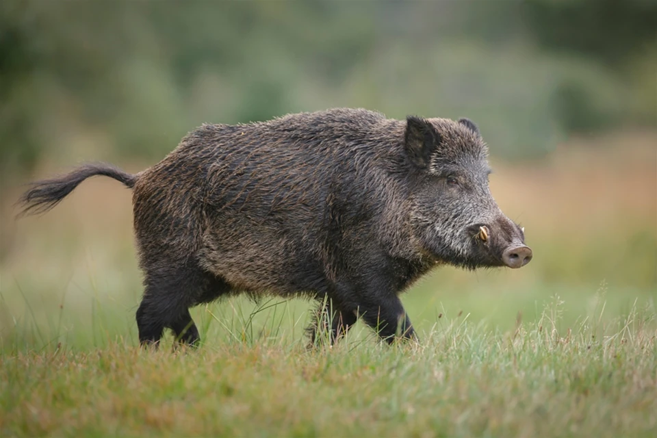 Wild Boar | Cartoon Network Animals Wiki | Fandom