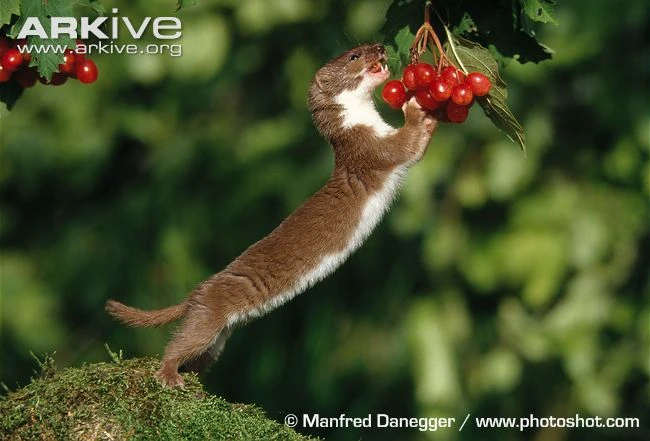 Least Weasel Red