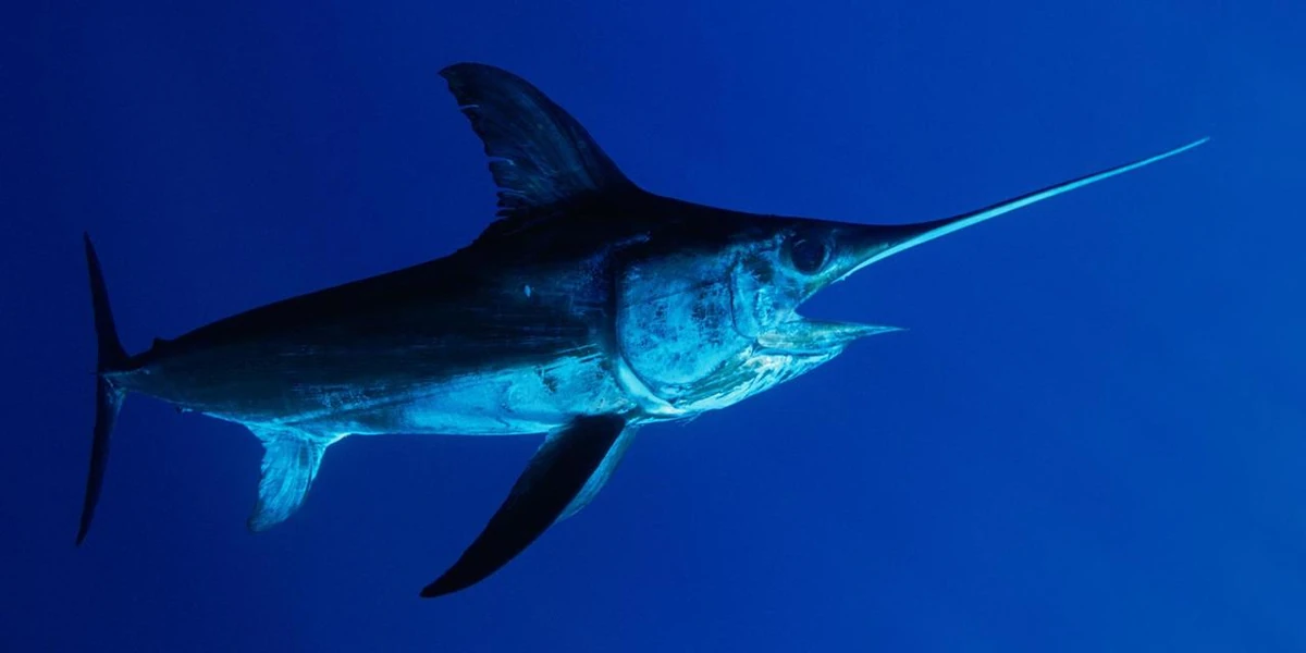 Swordfish | Cartoon Network Animals Wiki | Fandom
