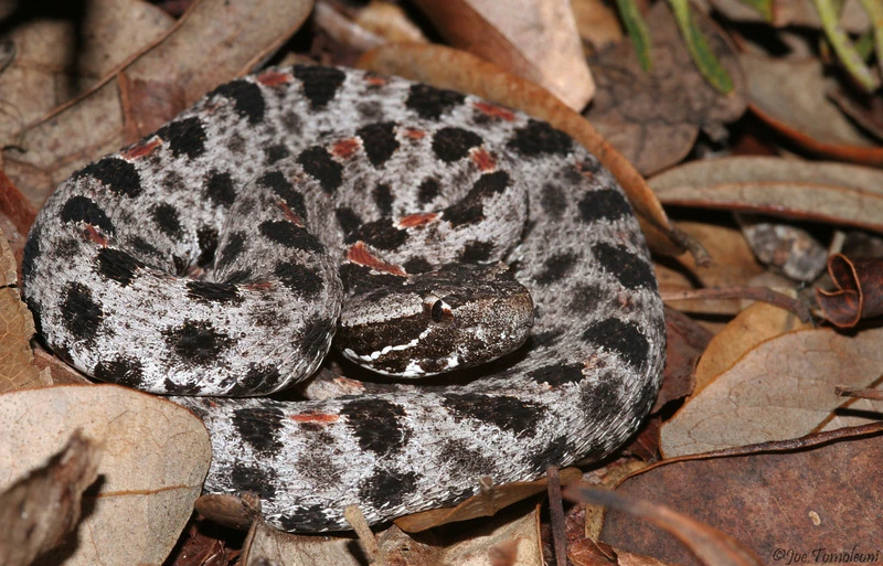 Oak-leaf Rattler | Cartoon Network Animals Wiki | Fandom