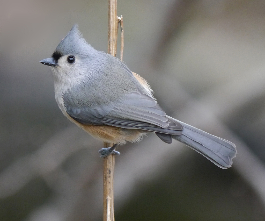 Tufted Titmouse | Cartoon Network Animals Wiki | Fandom