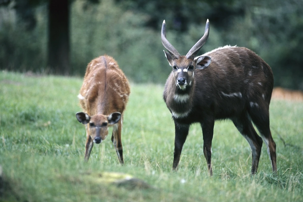 Sitatunga | Cartoon Network Animals Wiki | Fandom