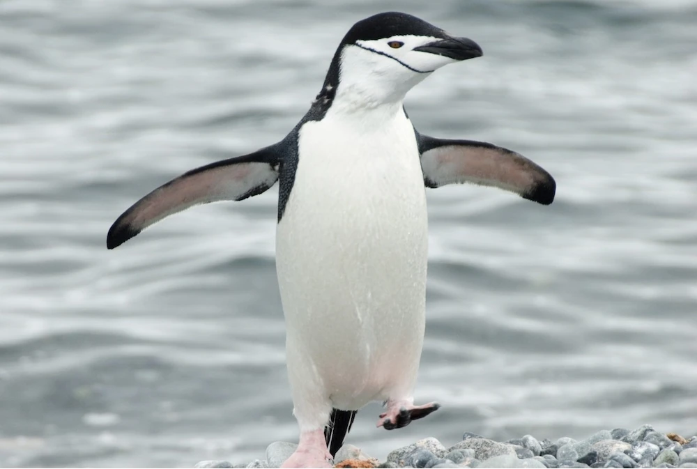 Chinstrap Penguin | Cartoon Network Animals Wiki | Fandom