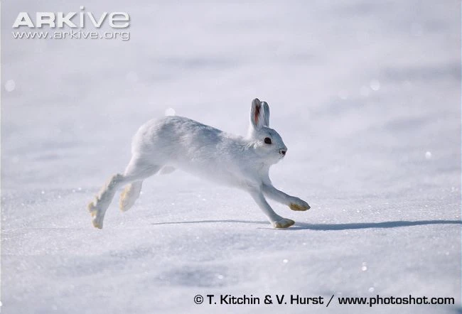Snowshoe Hare | Cartoon Network Animals Wiki | Fandom