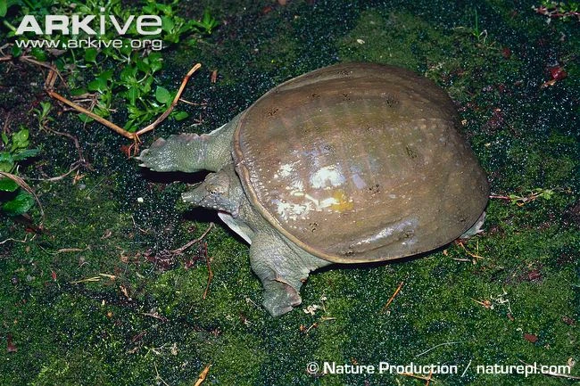 Chinese Softshell Turtle | Cartoon Network Animals Wiki | Fandom
