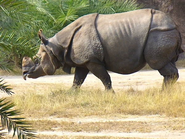 Javan Rhinoceros | Cartoon Network Animals Wiki | Fandom