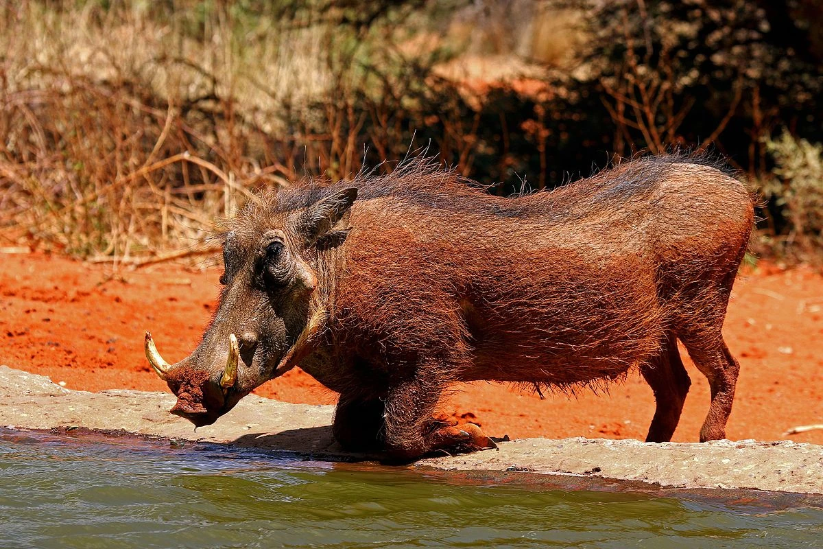 Common Warthog | Cartoon Network Animals Wiki | Fandom