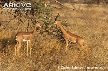 Gerenuk | Cartoon Network Animals Wiki | Fandom