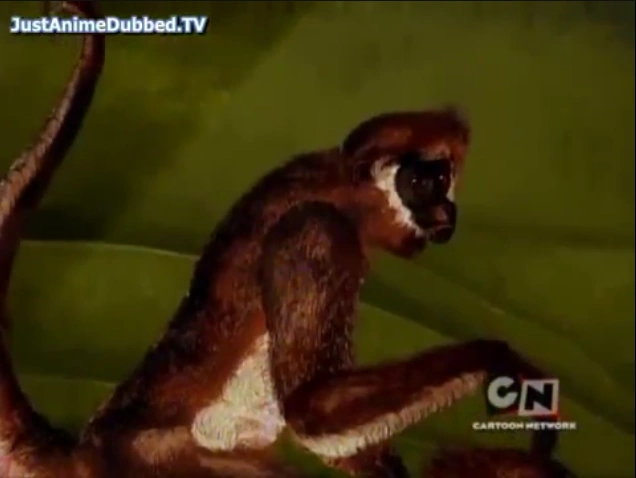 Category:North American Animals | Cartoon Network Animals Wiki | Fandom