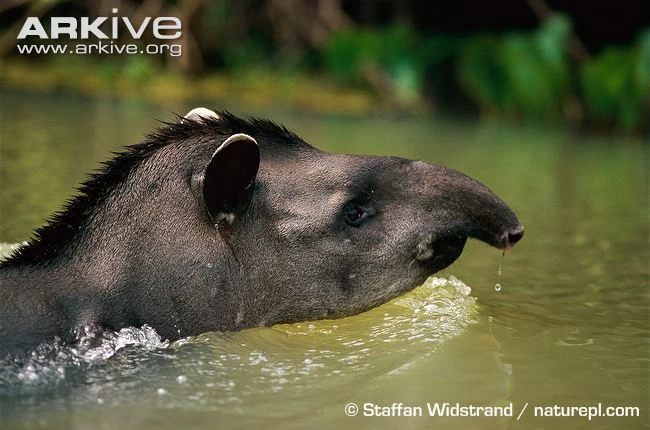 Lowland Tapir | Cartoon Network Animals Wiki | Fandom
