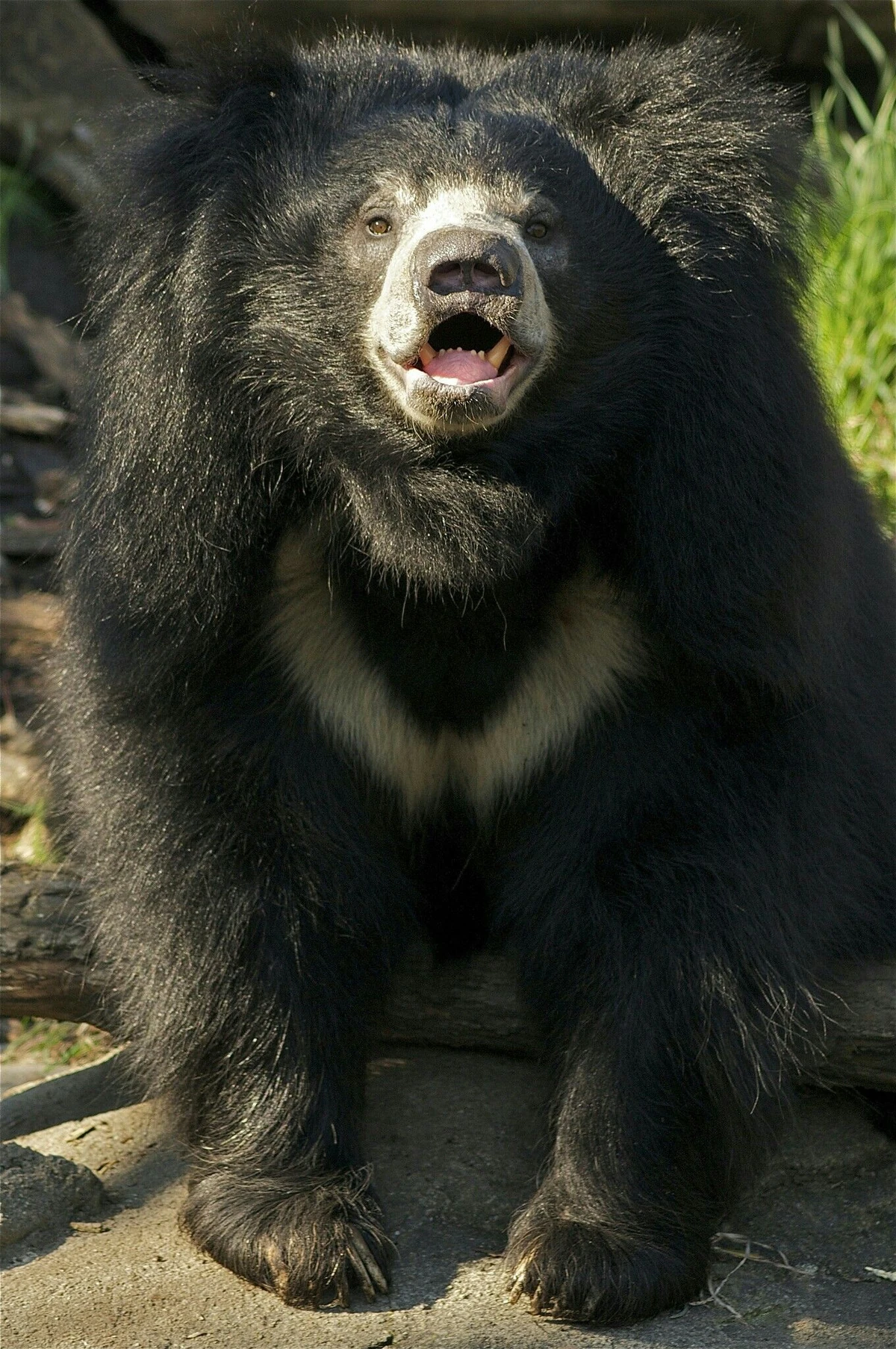 Sloth Bear | Cartoon Network Animals Wiki | Fandom