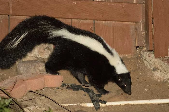 Category:Skunks | Cartoon Network Animals Wiki | Fandom