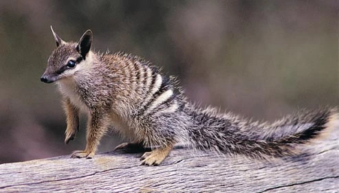 Numbat | Cartoon Network Animals Wiki | Fandom