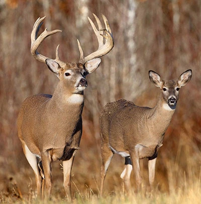 Category:Deer | Cartoon Network Animals Wiki | Fandom