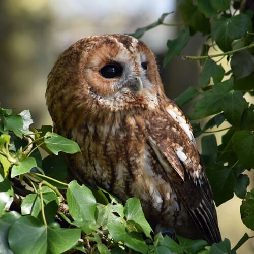 Tawny Owl | Cartoon Network Animals Wiki | Fandom