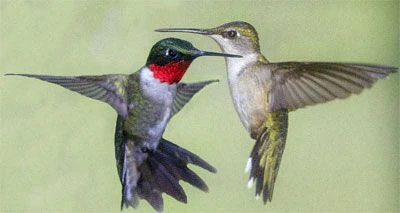Ruby-throated Hummingbird | Cartoon Network Animals Wiki | Fandom