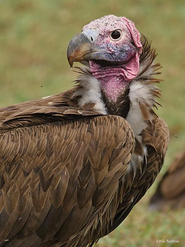 Lappet-faced Vulture | Cartoon Network Animals Wiki | Fandom