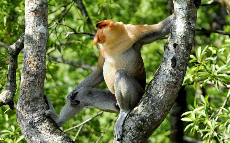 Proboscis Monkey | Cartoon Network Animals Wiki | Fandom