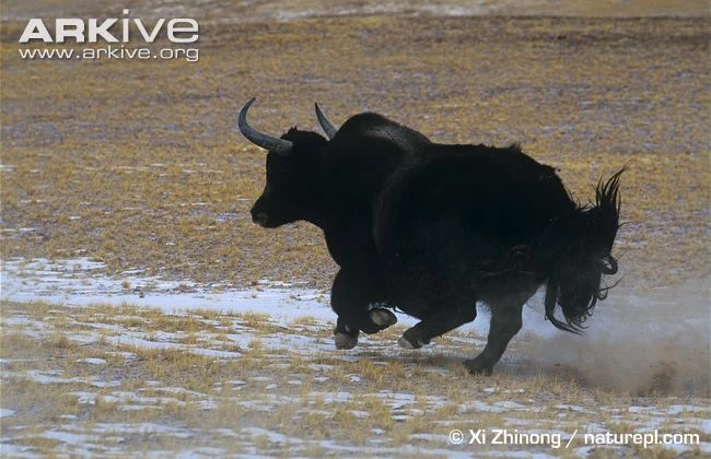 Wild Yak | Cartoon Network Animals Wiki | Fandom
