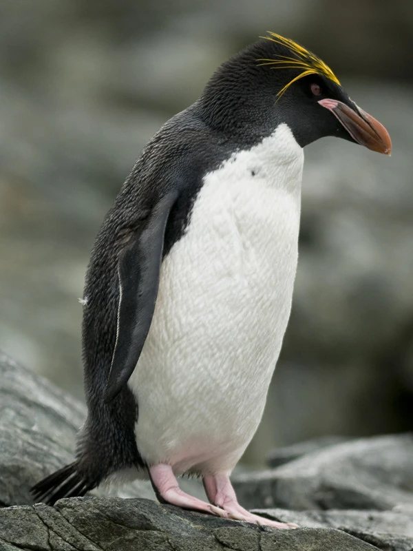 Macaroni Penguin | Cartoon Network Animals Wiki | Fandom